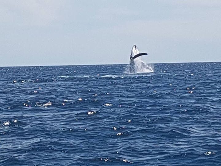 How Intelligent are Humpback whales?